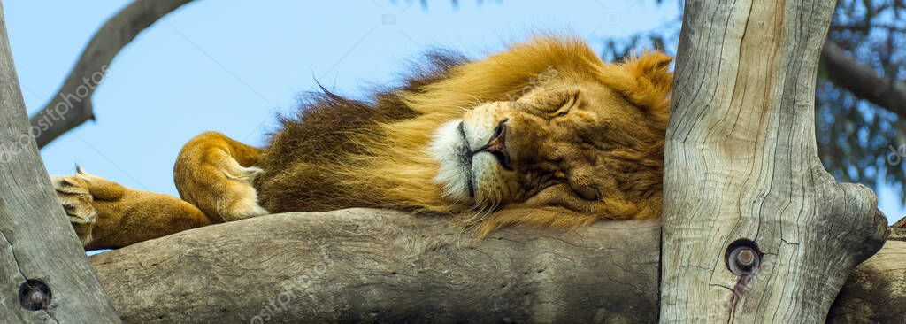 Lion sleeping in a tree Stock Photos, Royalty Free Lion sleeping in a ...
