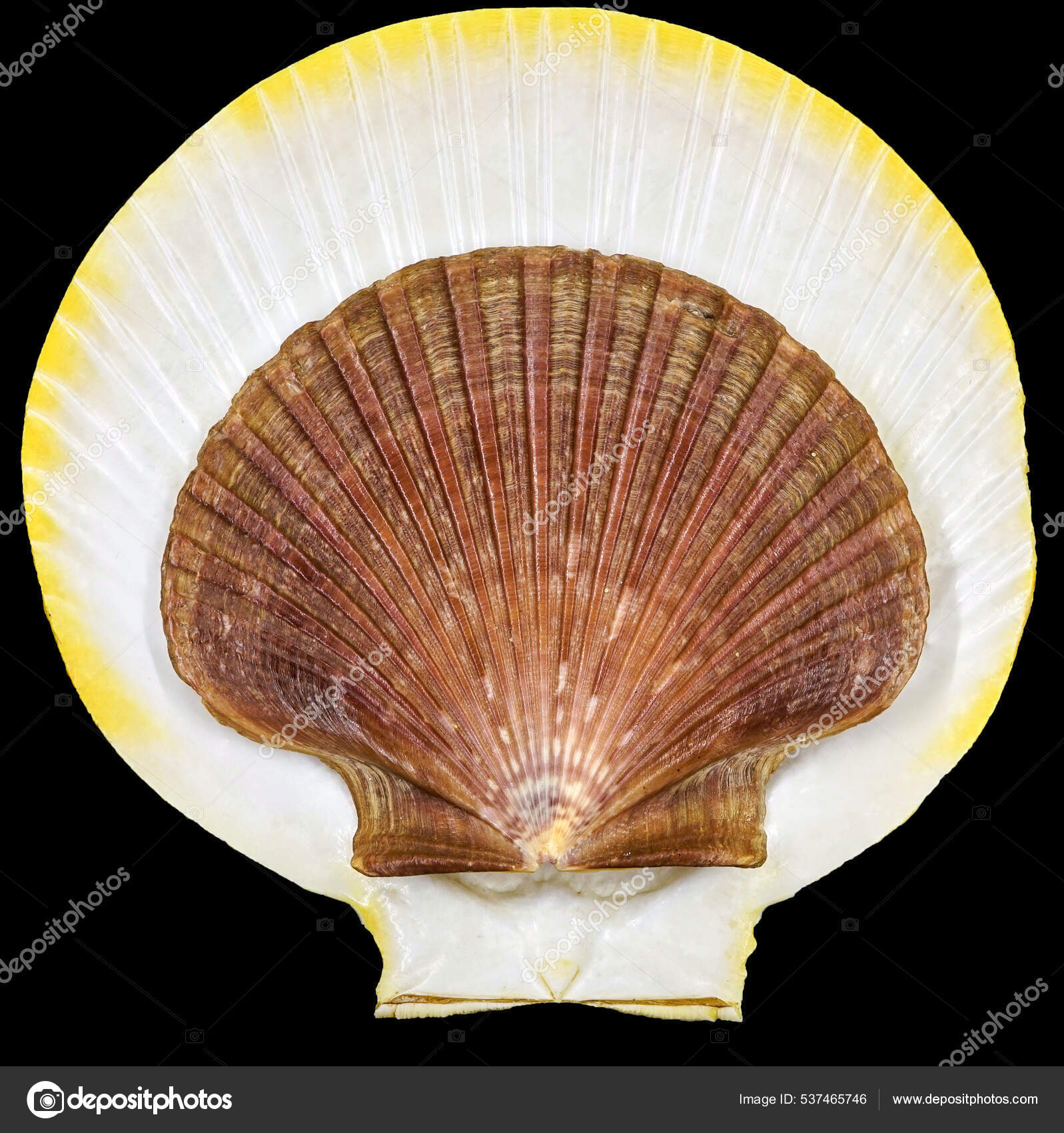 Closeup Shot Shell Black Background — Stock Photo © Wirestock #537465746