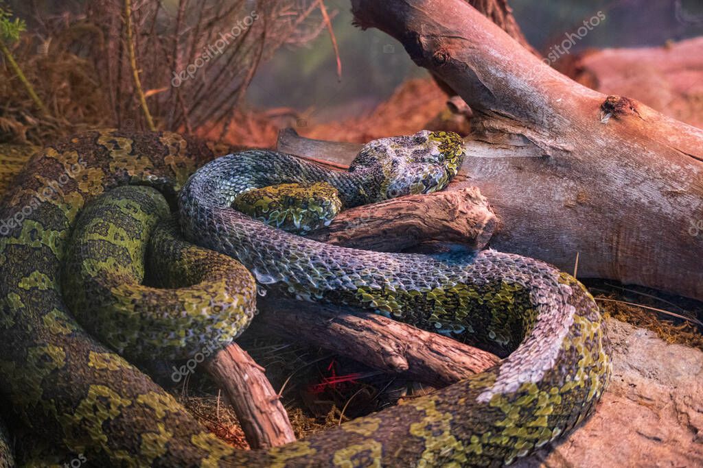 La víbora de pozos de Mangshan (Protobothrops mangshanensis) en el ...