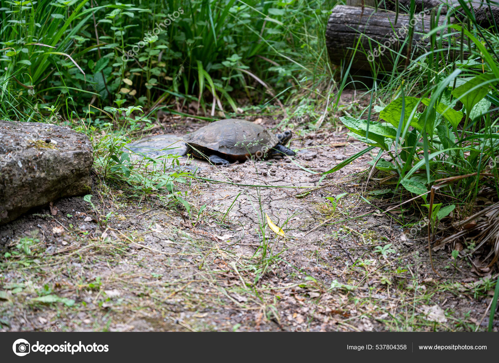 Shot Small Turtle Park Animals Green Grass — Stock Photo © Wirestock ...