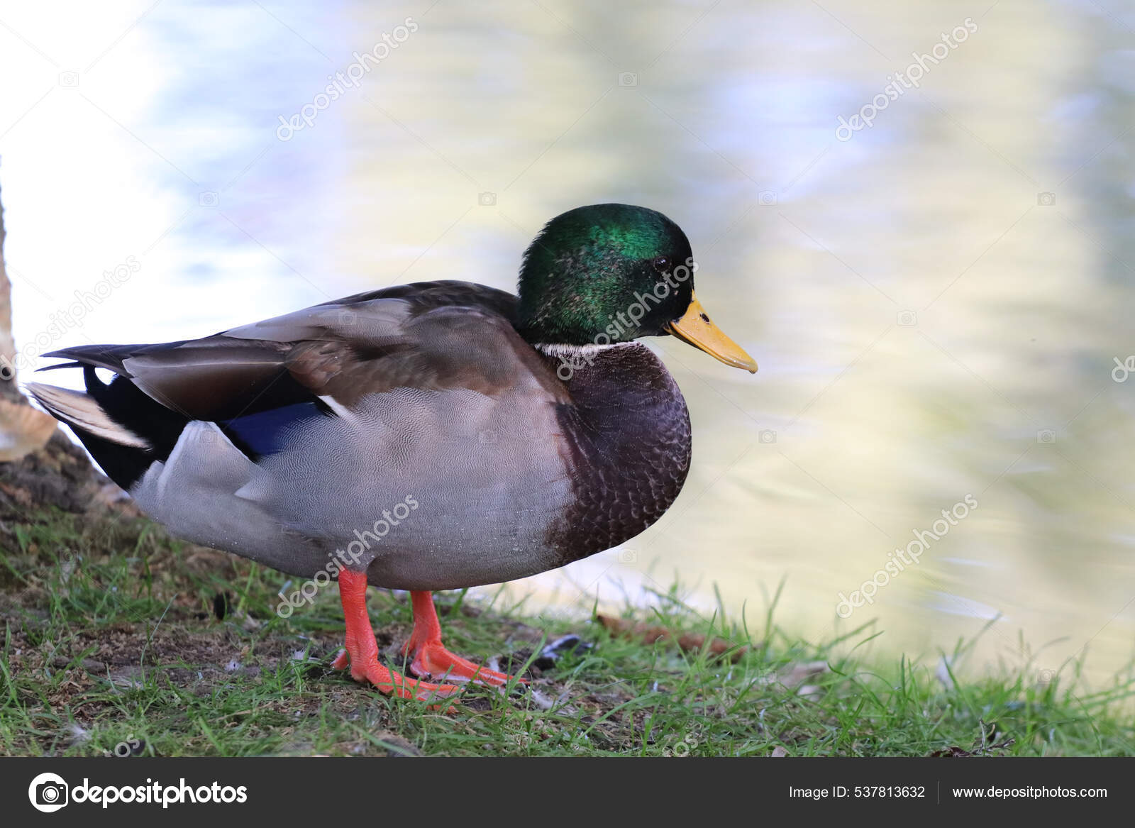 Closeup Beautiful Duck Lake — Stock Photo © Wirestock #537813632
