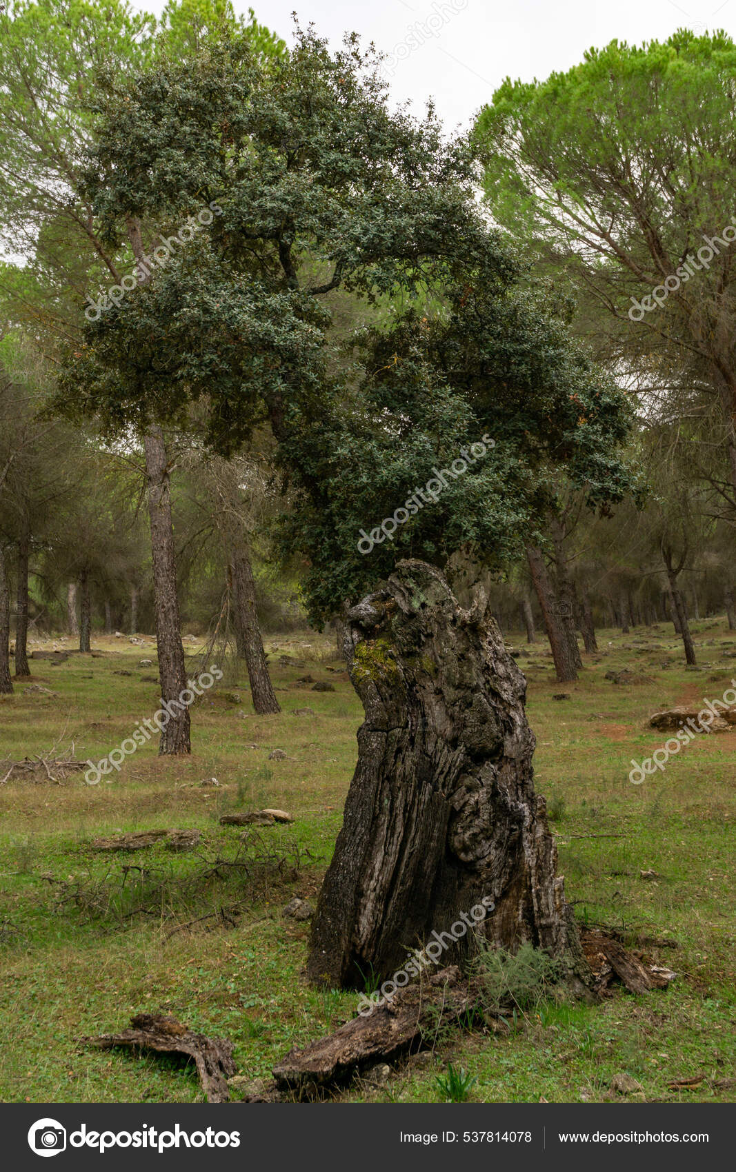 Holm Oak Quercus Ilex Foreground Moss Trunk Forest Colors Stock Photo ...