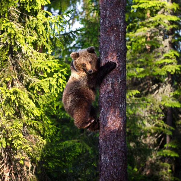 Bear tree Stock Photos, Royalty Free Bear tree Images | Depositphotos