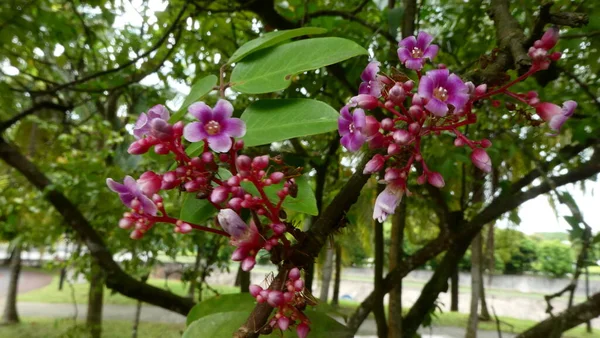 Laman yani flora Stock Photos, Royalty Free Laman yani flora Images ...