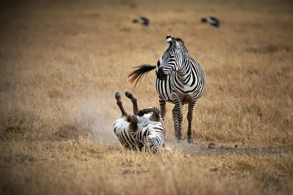 Riding Zebra In Africa