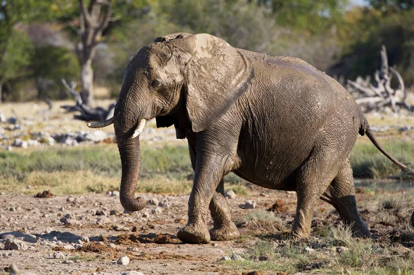 Elephant poop Stock Photos, Royalty Free Elephant poop Images ...