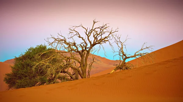 Desert street Stock Photos, Royalty Free Desert street Images ...