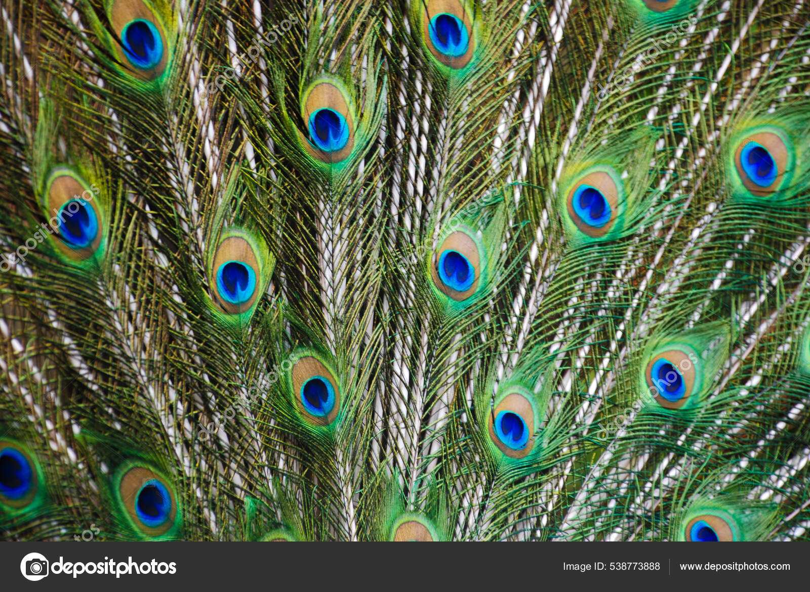 Beautiful Peacock Bird Feathers — Stock Photo © Wirestock #538773888
