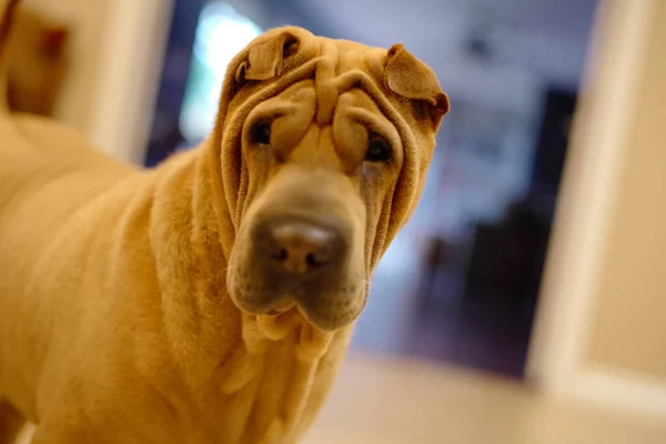 Wrinkled dog Stock Photos, Royalty Free Wrinkled dog Images | Depositphotos