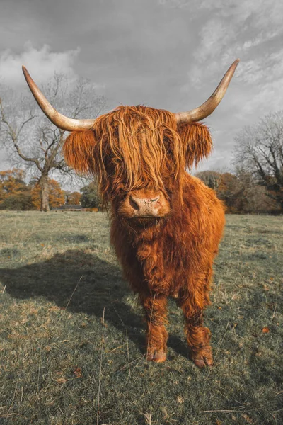 Orange cow Stock Photos, Royalty Free Orange cow Images | Depositphotos