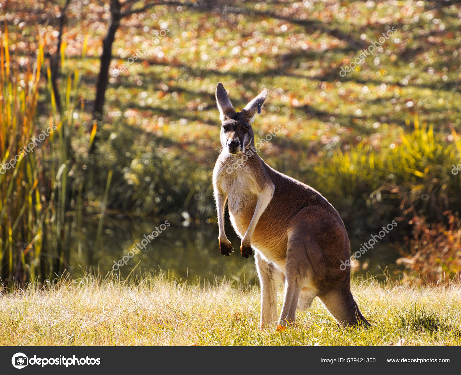 Kangaroo Standing Zoo Kansas Missouri Usa — Stock Photo © Wirestock ...