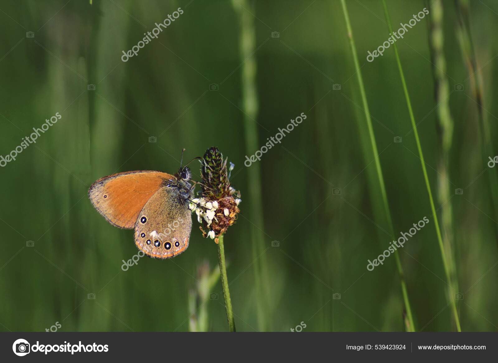 Insect Butterfly Close — Stock Photo © Wirestock #539423924