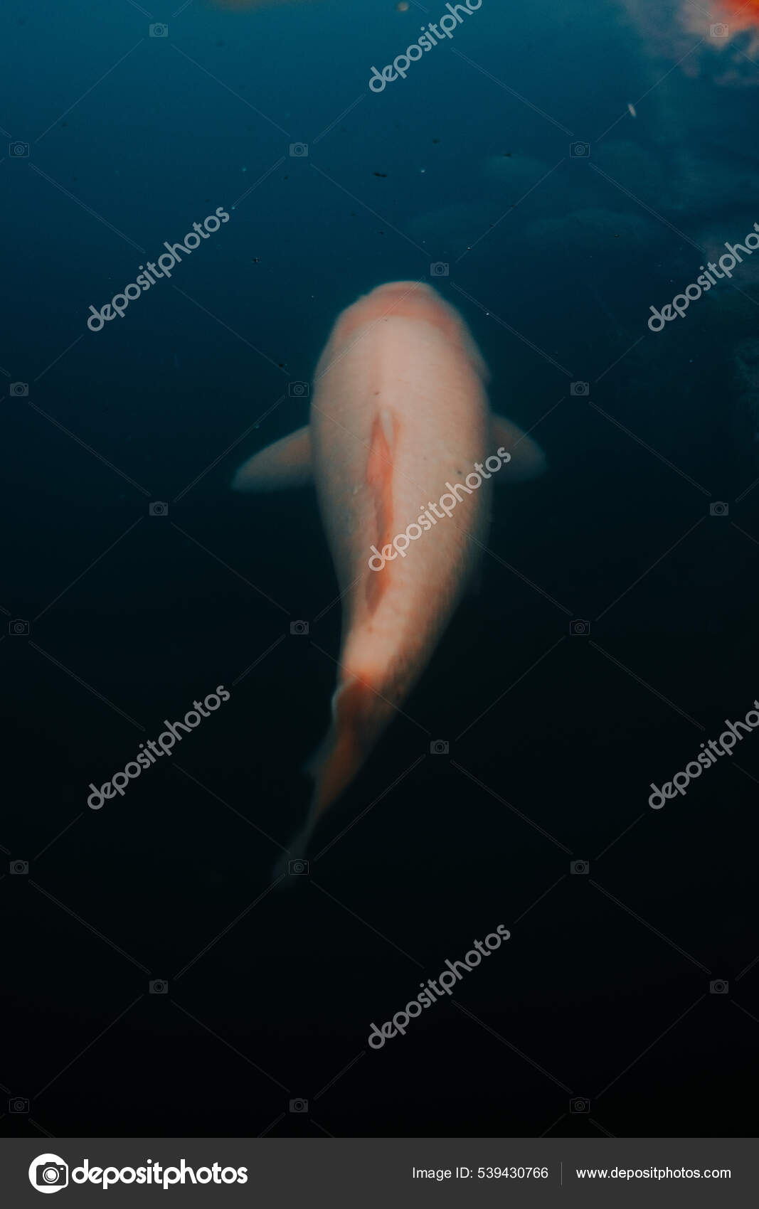 Beautiful Big Fish Dark Blue Lake — Stock Photo © Wirestock #539430766