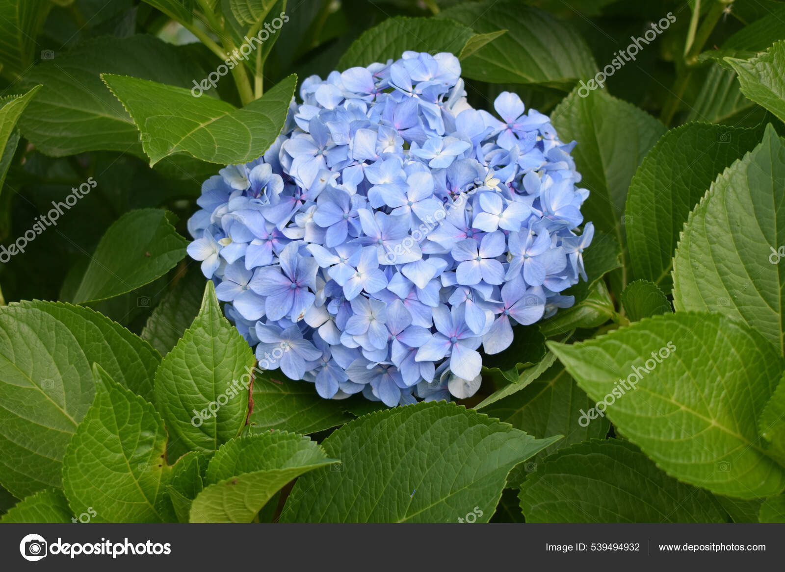 Light Blue Bigleaf Hydrangea Flower Surrounded Green Leaves — Stock ...