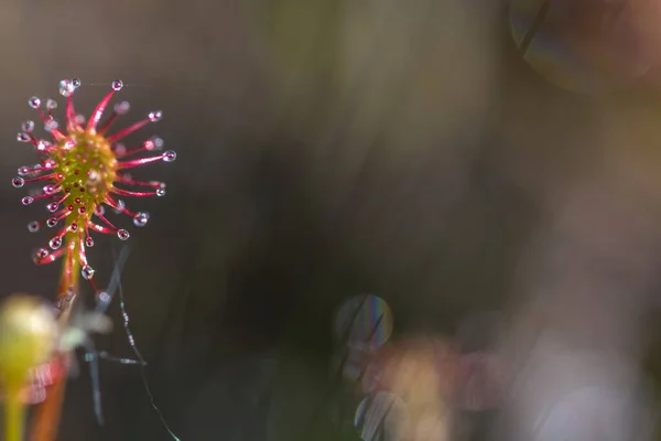 Sundew plant Stock Photos, Royalty Free Sundew plant Images | Depositphotos