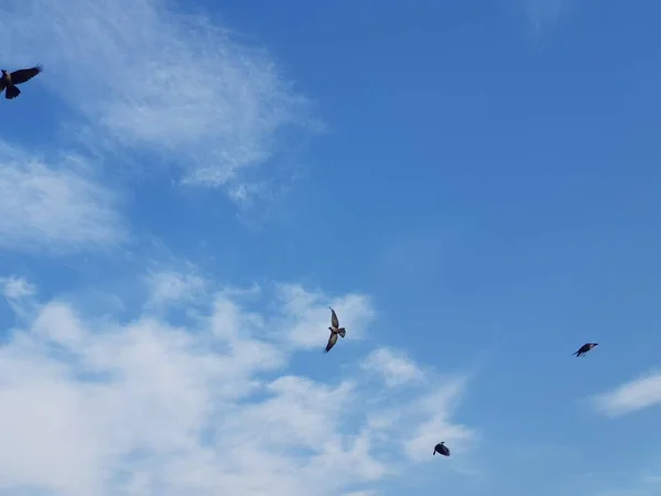 Aves grandes fotos de stock, imágenes de Aves grandes sin royalties ...