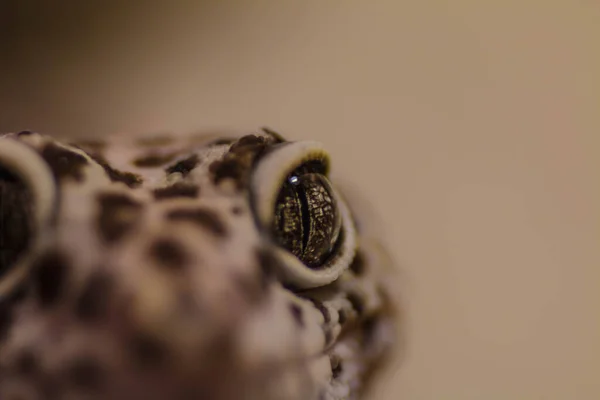Big eyes lizard Stock Photos, Royalty Free Big eyes lizard Images ...