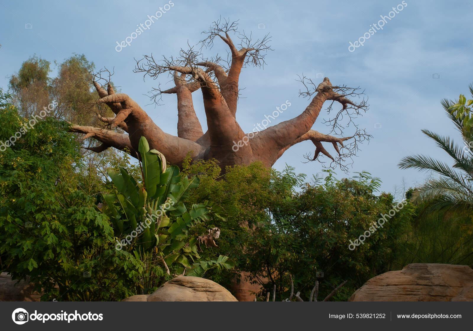 Thousand Year Old Baobab Tree Forest Blue Sky Background Stock Photo by ...