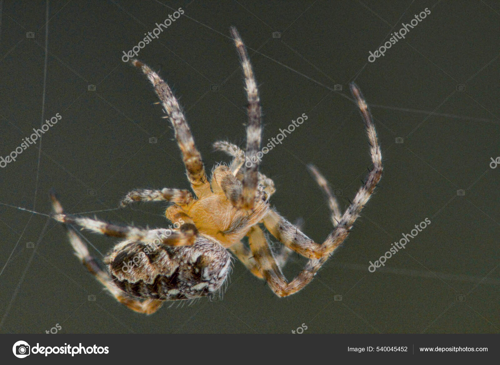 Close Spider Web Stock Photo by ©Wirestock 540045452