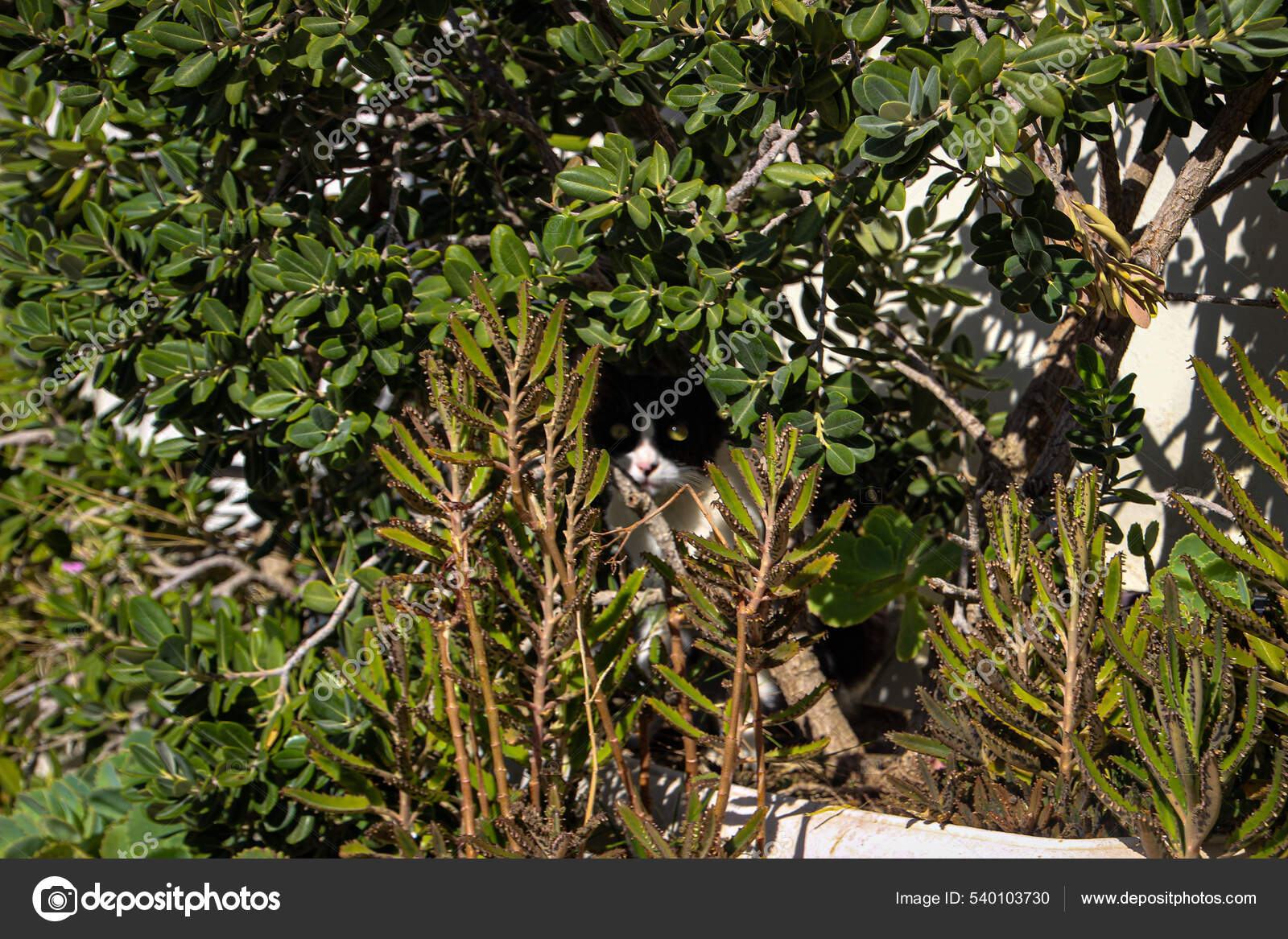 Black White Cat Hiding Shrubbery Animal Portrait Close Green Bush ...