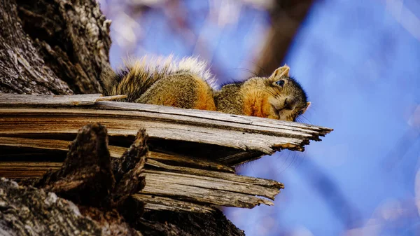 Tired squirrel Stock Photos, Royalty Free Tired squirrel Images ...