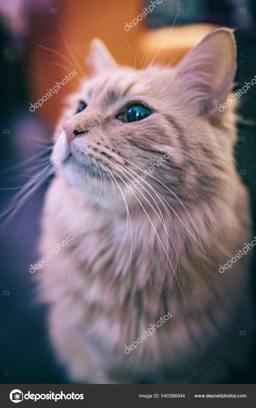 Portrait Beautiful Cat — Stock Photo © Wirestock #540386044