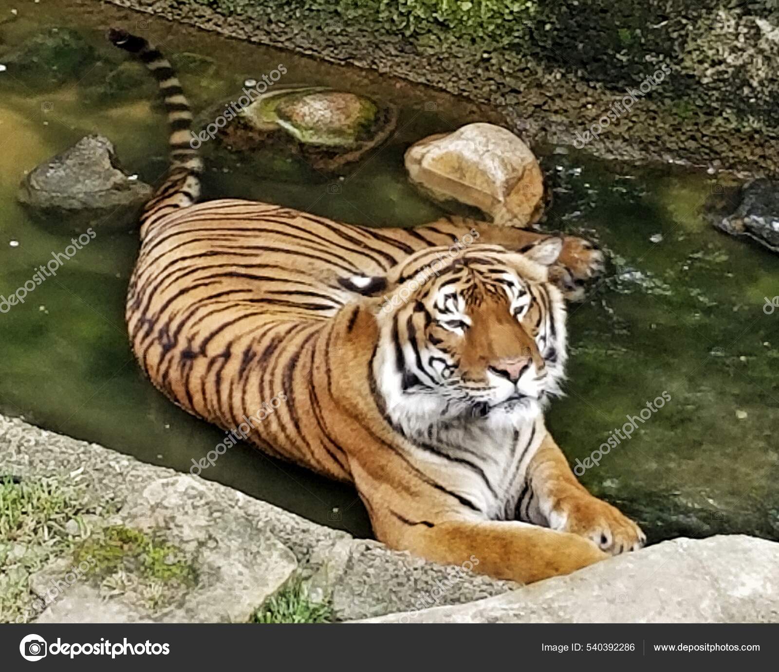 Tiger Zoo — Stock Photo © Wirestock #540392286