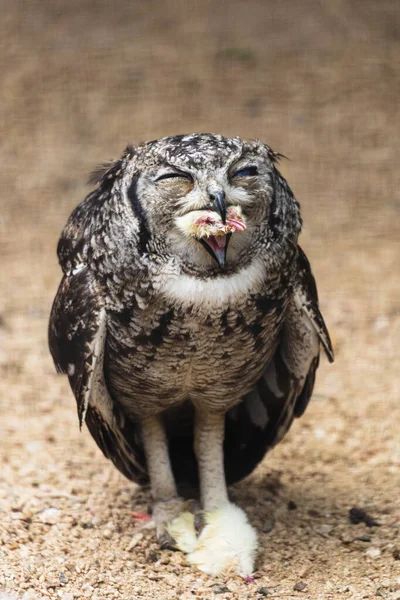 Goofy Owl
