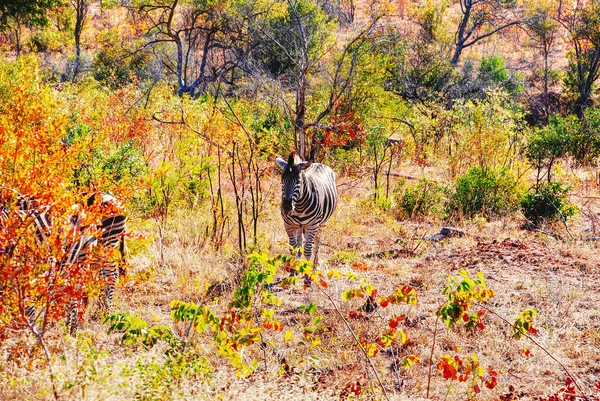 Musina nature reserve Stock Photos, Royalty Free Musina nature reserve ...