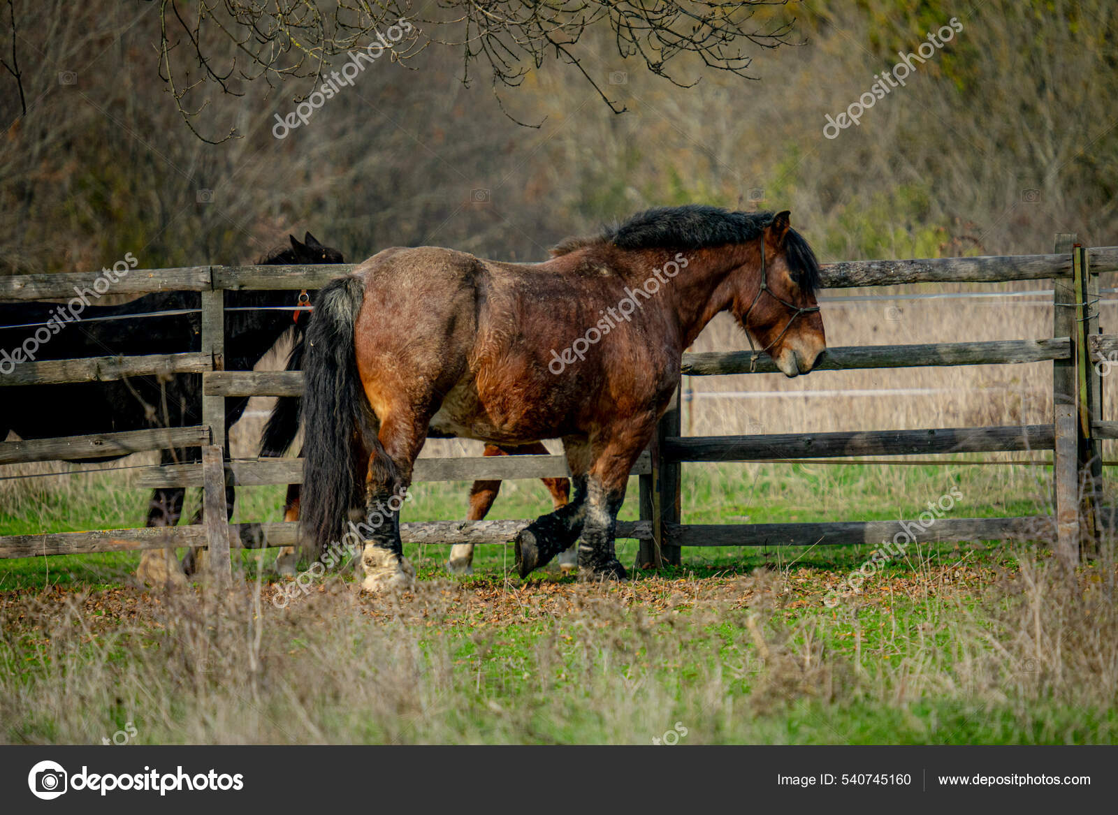Horse Paddock — Stock Photo © Wirestock #540745160