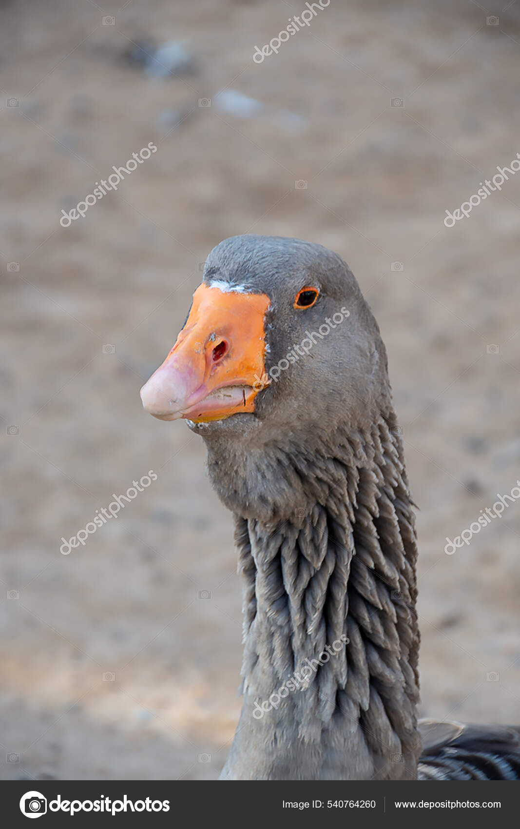Closeup Shot Beautiful White Goose Farm — Stock Photo © Wirestock ...