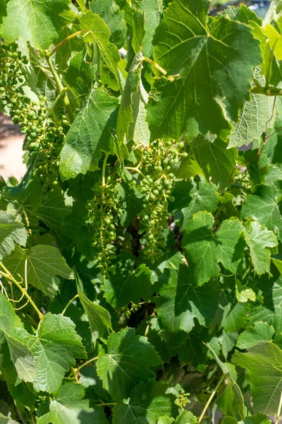 Jonah sitting under vine Stock Photos, Royalty Free Jonah sitting under ...