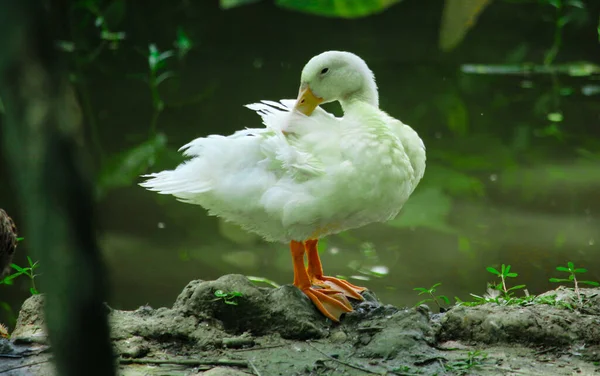 Pato filipino Stock Photos, Royalty Free Pato filipino Images ...