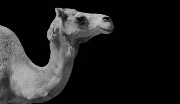 White camel Stock Photos, Royalty Free White camel Images | Depositphotos