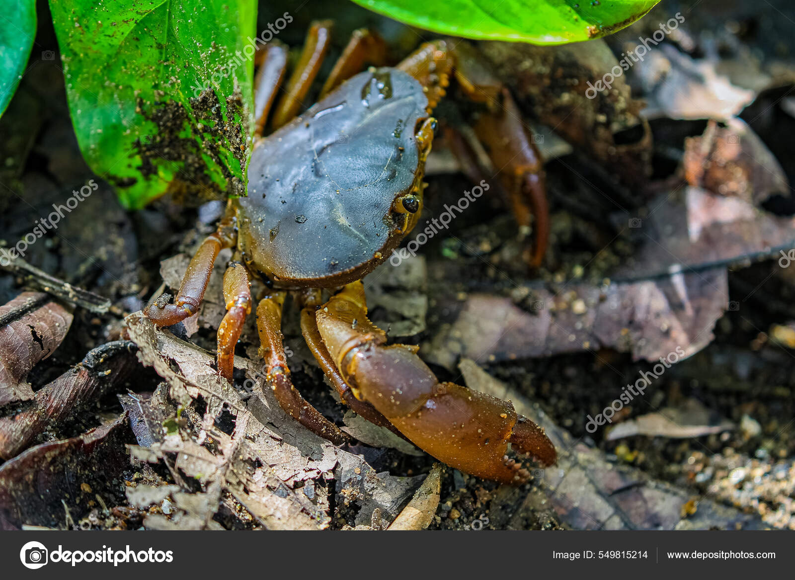 Close Group Crayfish Rock — Stock Photo © Wirestock #549815214