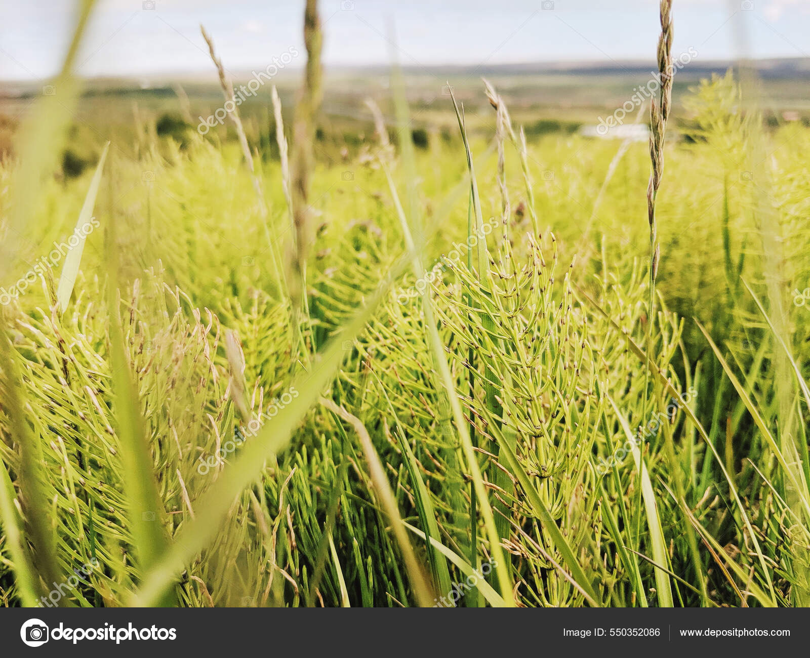Green Grass Field — Stock Photo © Wirestock #550352086