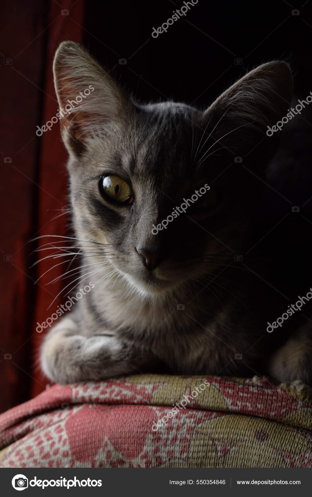 Portrait Cute Cat — Stock Photo © Wirestock #550354846