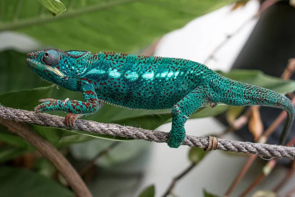 Blue lizards in southeast asia Stock Photos, Royalty Free Blue lizards ...