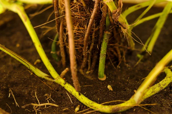 Grow plant roots fotos de stock, imágenes de Grow plant roots sin ...