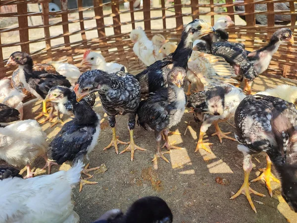 Poultry farming Stock Photos, Royalty Free Poultry farming Images ...