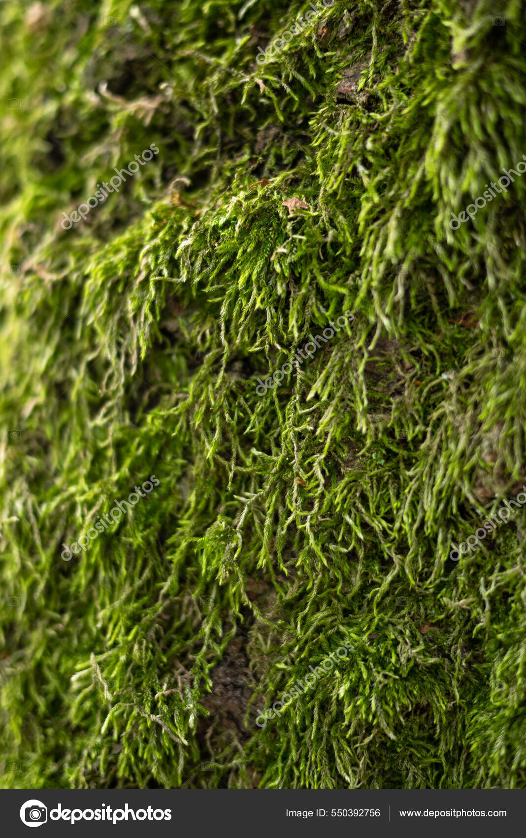 Green Moss Tree — Stock Photo © Wirestock #550392756 Green Moss Tree — Stock Photo © Wirestock #550392756
