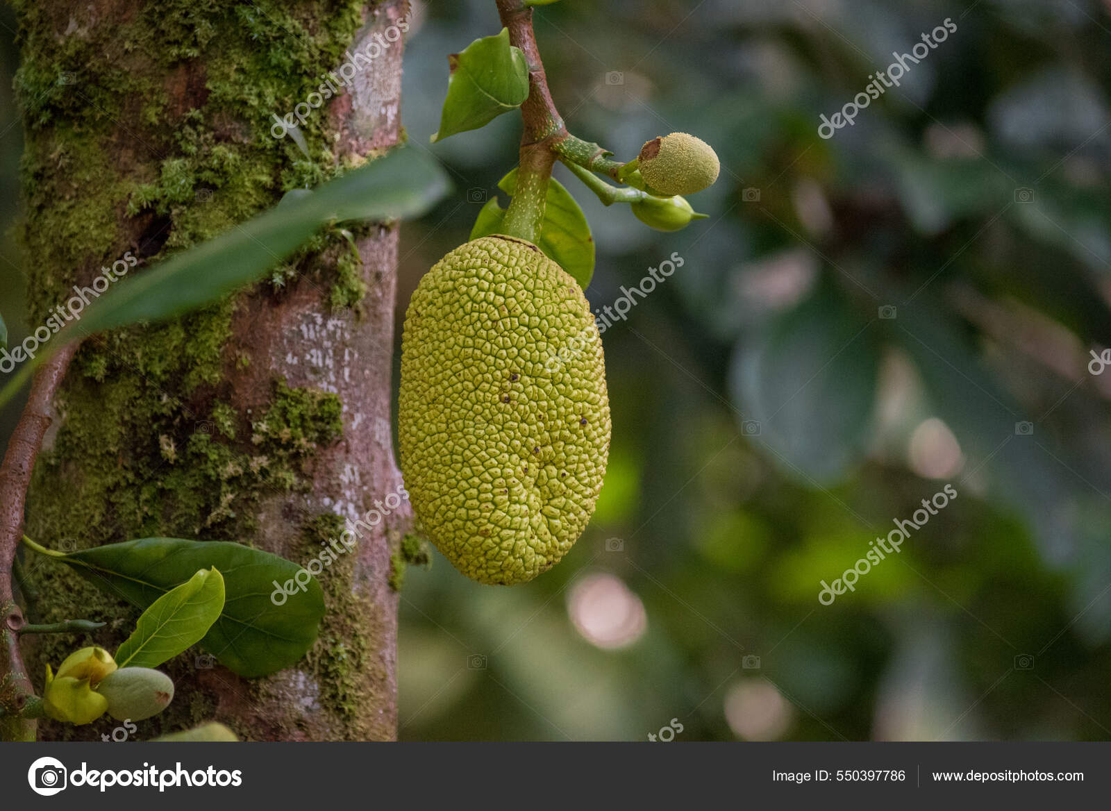 Ripe Jackfruit