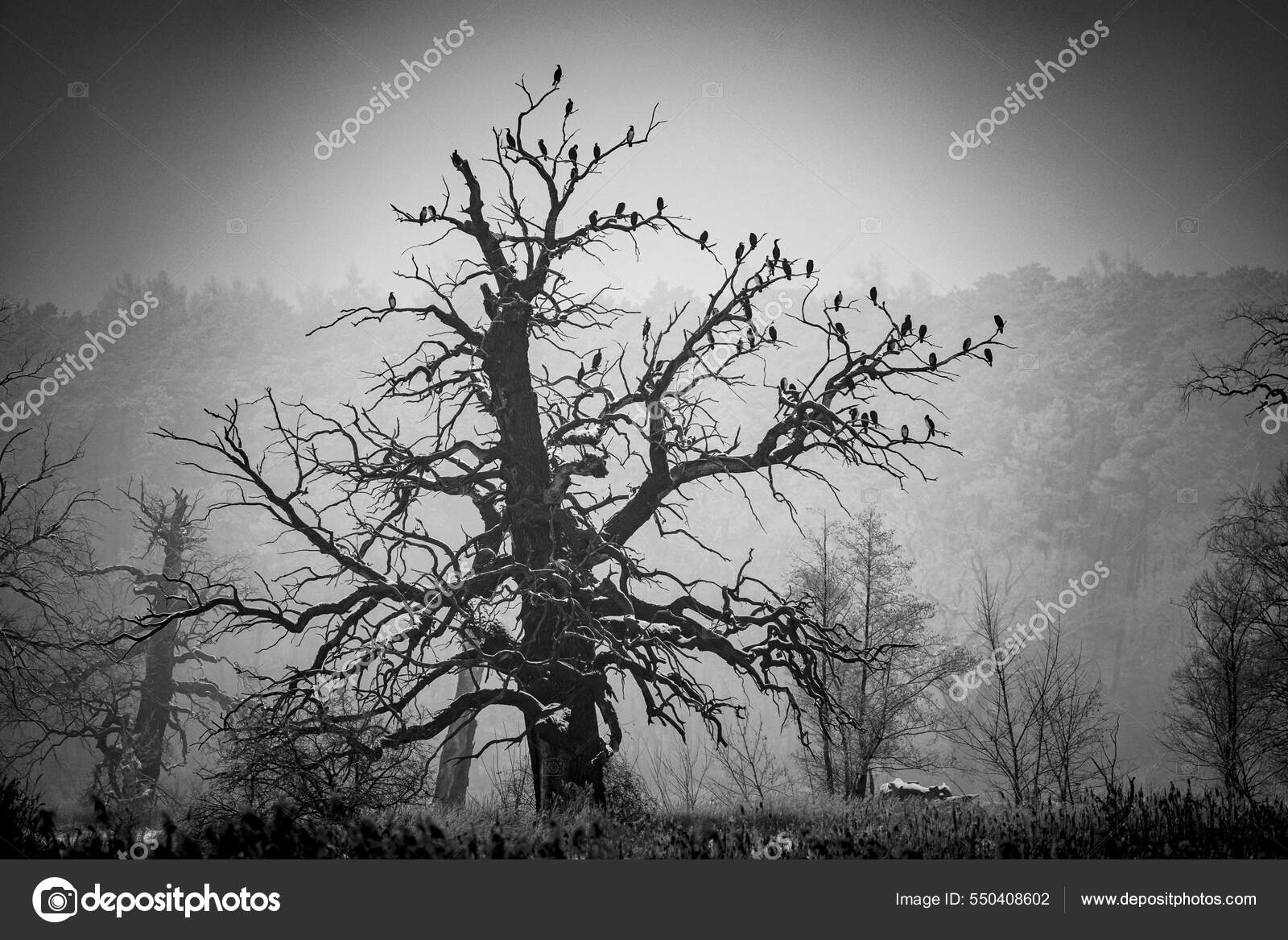 Dead Trees Forest Black And White