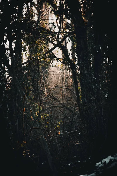Tumblr Forest Dark