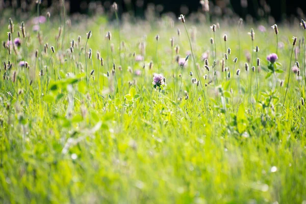 Meadow background Stock Photos, Royalty Free Meadow background Images ...