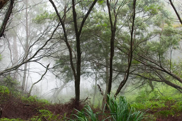Joseph tree national park Stock Photos, Royalty Free Joseph tree ...