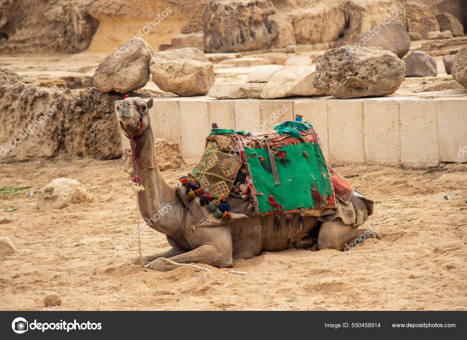 Camel Desert Stock Photo by ©Wirestock 550458914