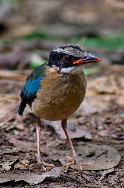 Aboriginal bird of australia Stock Photos, Royalty Free Aboriginal bird ...