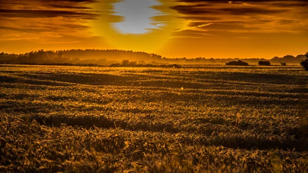 Field with sunset Stock Photos, Royalty Free Field with sunset Images ...
