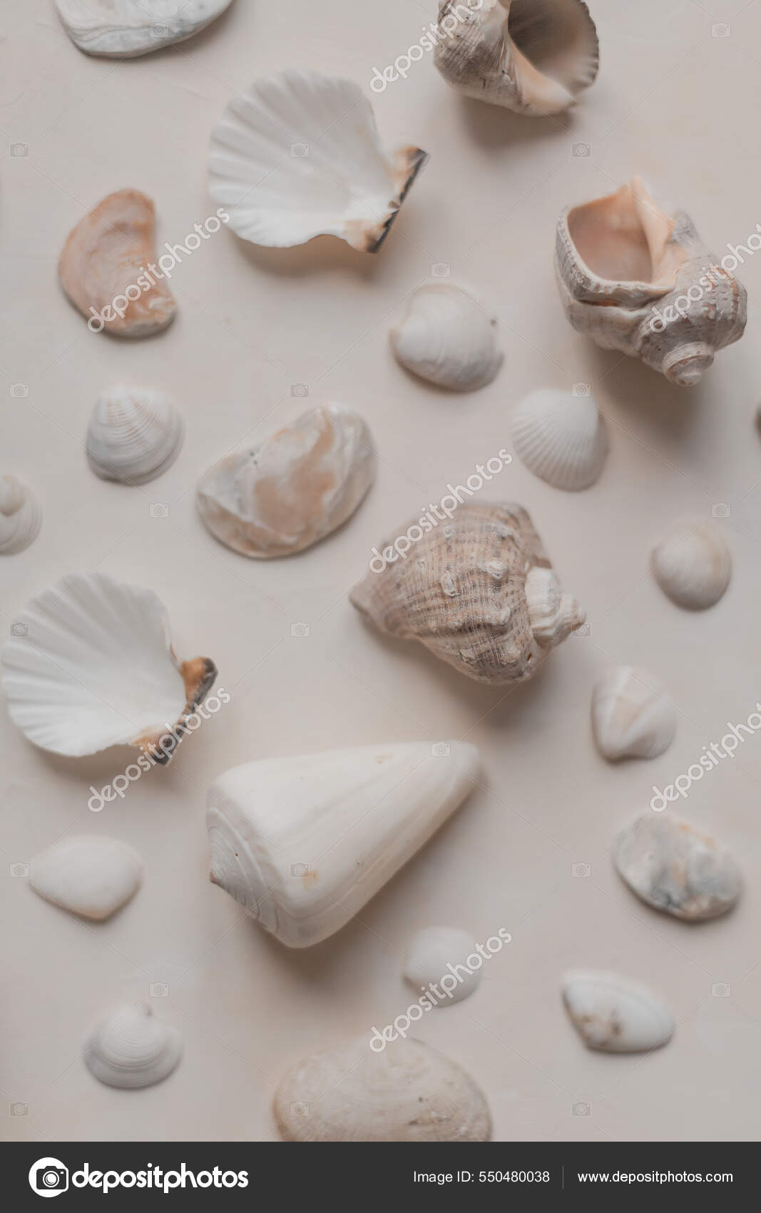 Seashells White Background Stock Photo by ©Wirestock 550480038